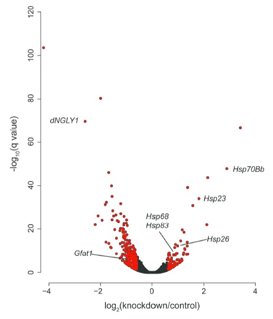 Perlara fly model of NGLY1 Deficiency