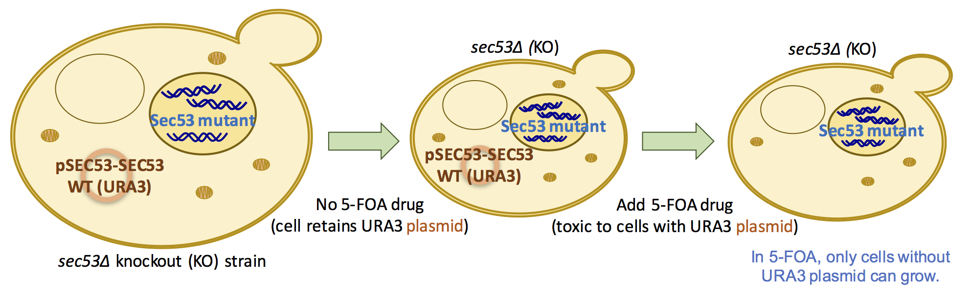 Yeast models of PMM2-CDG deficiency
