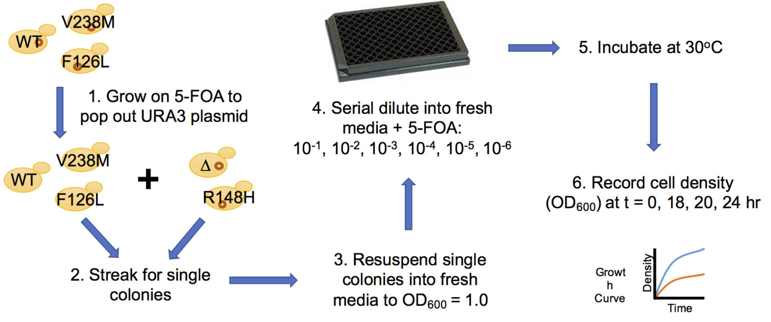 Yeast models of PMM2-CDG deficiency