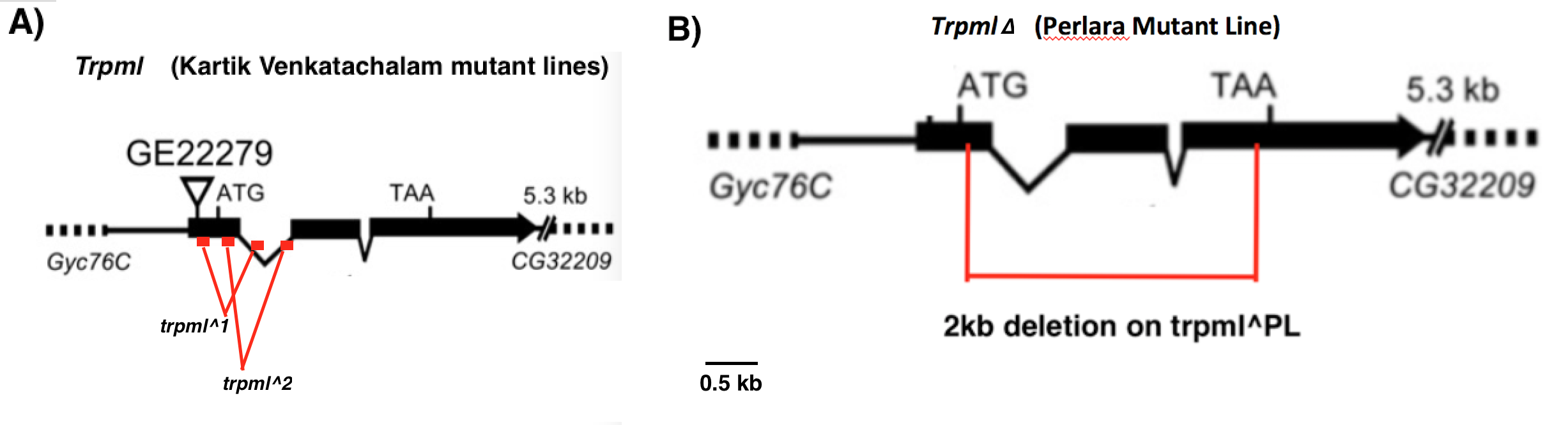 High throughput screen in Mucolipidosis IV (MLIV) disease flies