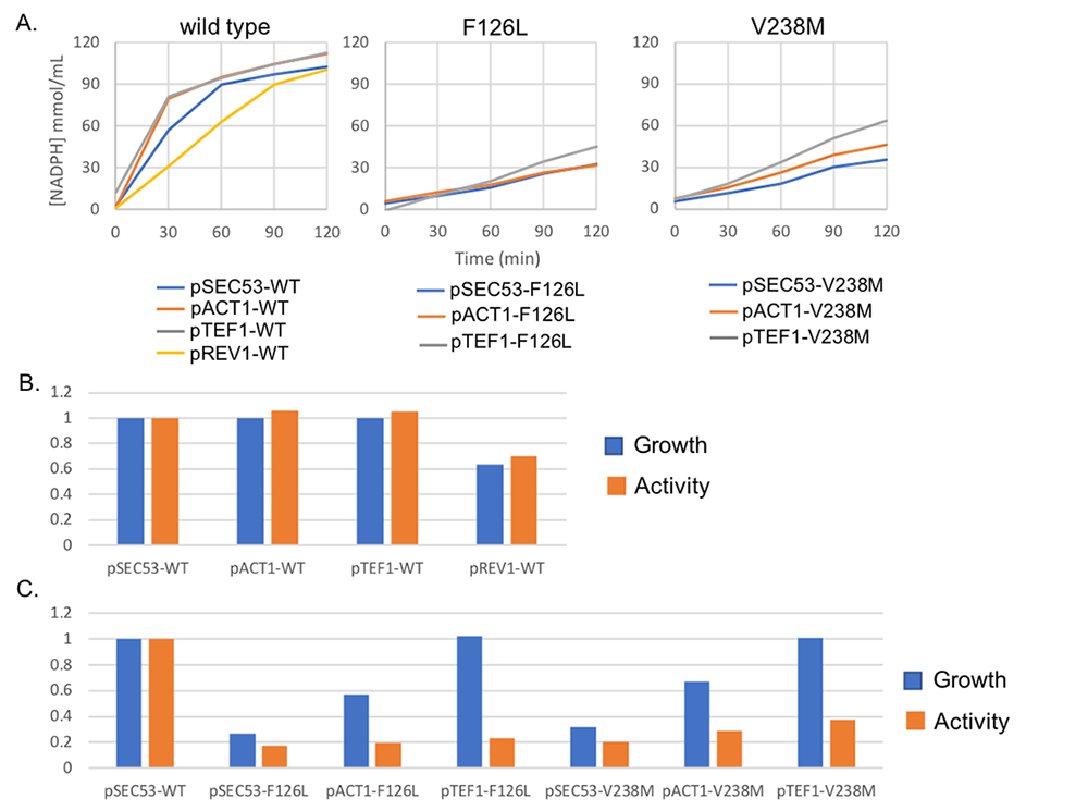PMM2 preprint figures (part 2) - modeling PMM2 patient alleles in yeast