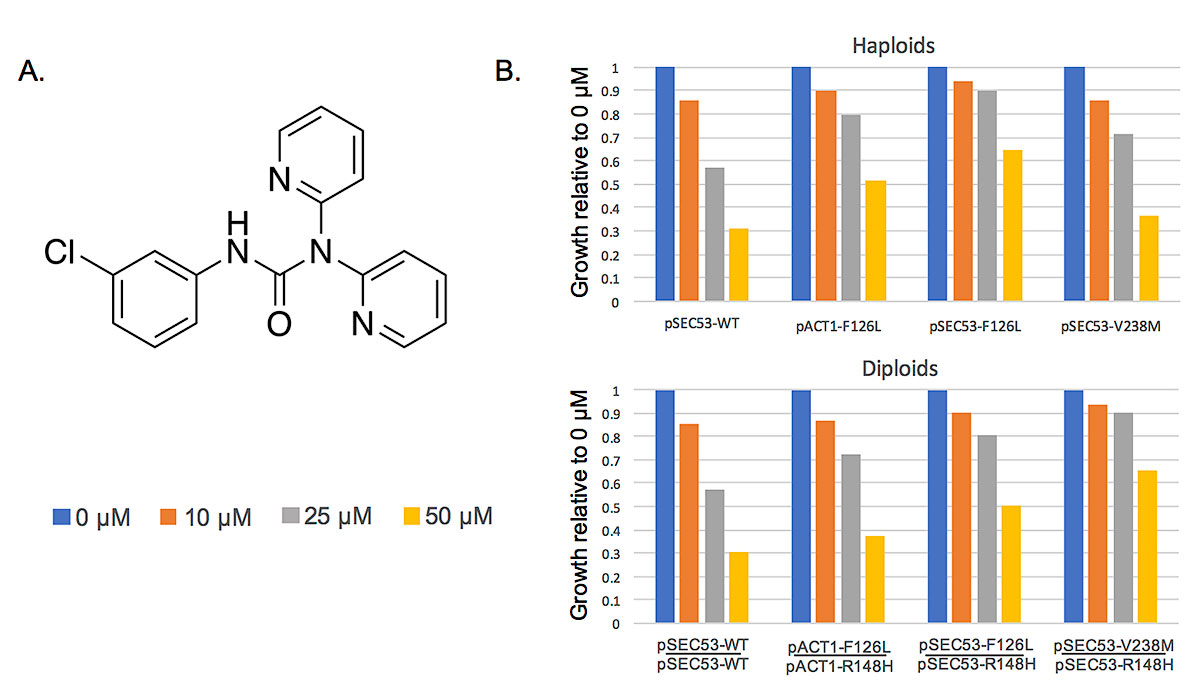 PMM2-CDG yeast models update - Perlara-Maggie's Cure PerlQuest